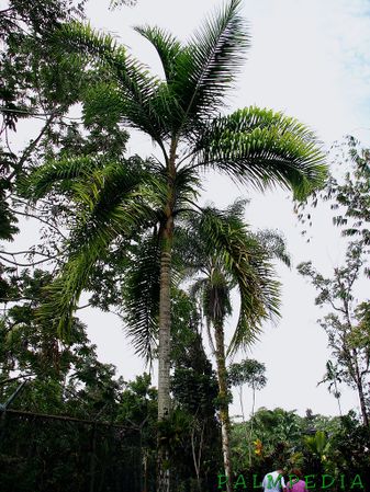 Syagrus pseudococos - Palmpedia - Palm Grower's Guide