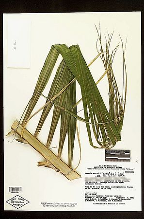 Ravenea moorei - Palmpedia - Palm Grower's Guide