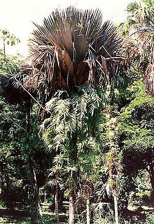 Copernicia gigas - Palmpedia - Palm Grower's Guide