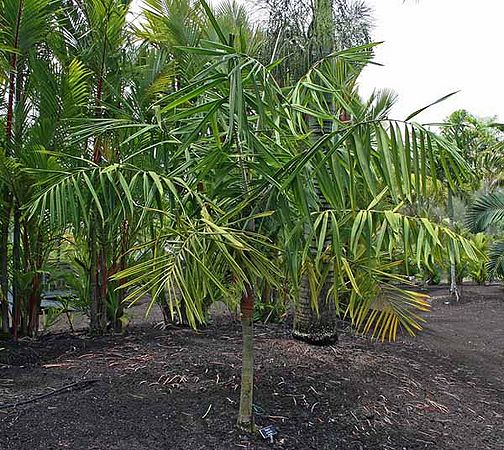 Dypsis rivularis - Palmpedia - Palm Grower's Guide