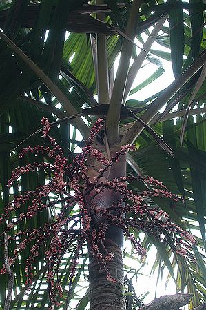 Loxococcus rupicola - Palmpedia - Palm Grower's Guide