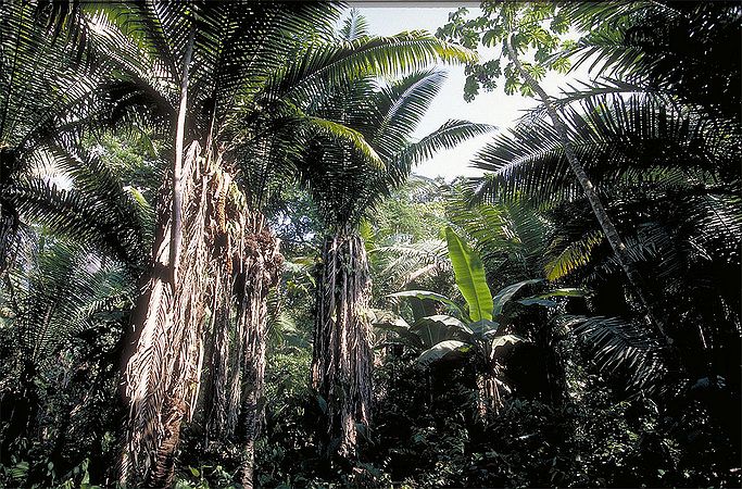 Phytelephas aequatorialis - Palmpedia - Palm Grower's Guide