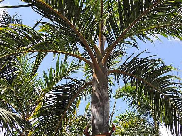 Bentinckia condapanna - Palmpedia - Palm Grower's Guide