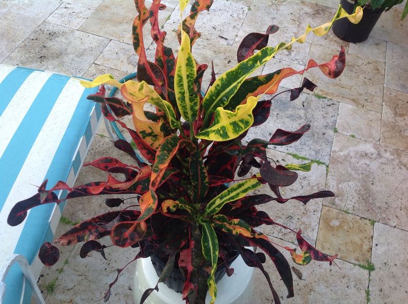 BOB MARLEY - Palmpedia - Palm Grower's Guide