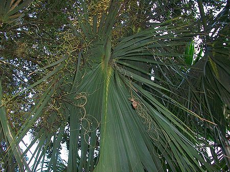 Costapalmate - Palmpedia - Palm Grower's Guide