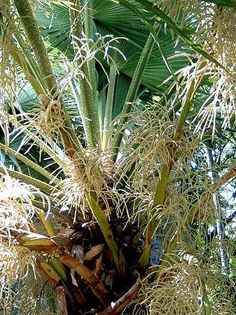 Brahea dulcis - Palmpedia - Palm Grower's Guide