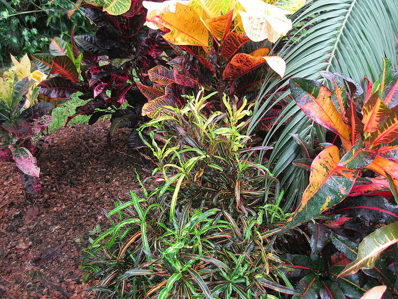 MINI CASCADE - Palmpedia - Palm Grower's Guide