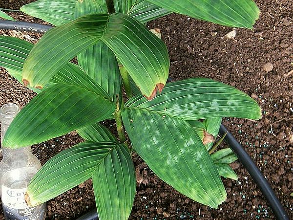 Pinanga disticha - Palmpedia - Palm Grower's Guide