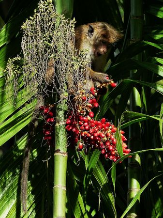 Areca concinna - Palmpedia - Palm Grower's Guide