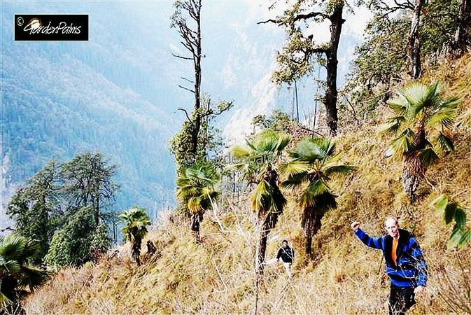 Trachycarpus takil - Palmpedia - Palm Grower's Guide