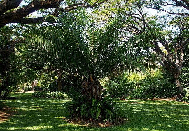 Phytelephas aequatorialis - Palmpedia - Palm Grower's Guide