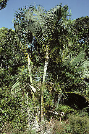 Chrysalidocarpus lutescens - Palmpedia - Palm Grower's Guide
