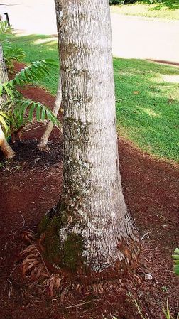 Syagrus pseudococos - Palmpedia - Palm Grower's Guide