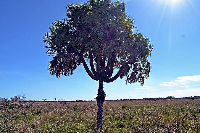 Copernicia alba - Palmpedia - Palm Grower's Guide