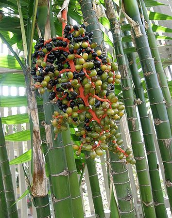 Chamaedorea tepejilote - Palmpedia - Palm Grower's Guide