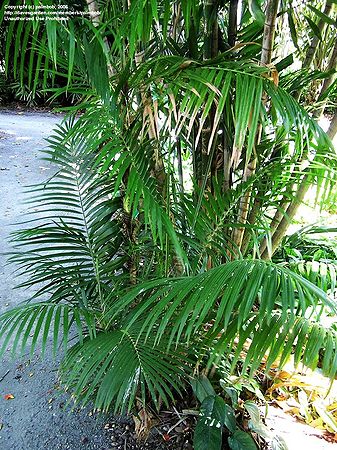 Daemonorops mollis - Palmpedia - Palm Grower's Guide