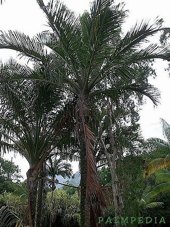 Metroxylon amicarum - Palmpedia - Palm Grower's Guide
