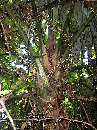 Orania decipiens - Palmpedia - Palm Grower's Guide