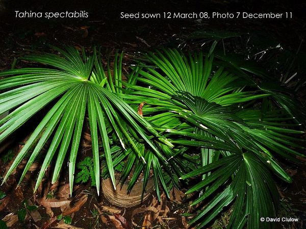 Tahina spectabilis - Palmpedia - Palm Grower's Guide