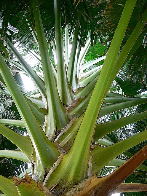 Corypha umbraculifera - Palmpedia - Palm Grower's Guide