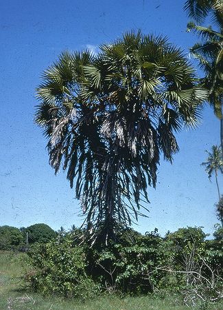 Hyphaene compressa - Palmpedia - Palm Grower's Guide