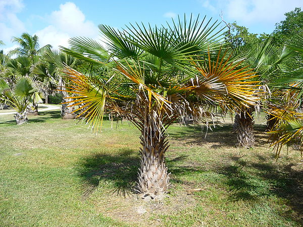 Copernicia tectorum - Palmpedia - Palm Grower's Guide
