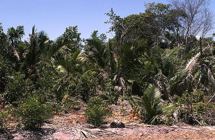 Attalea humilis - Palmpedia - Palm Grower's Guide