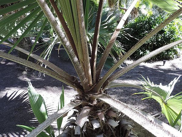 Brahea pimo - Palmpedia - Palm Grower's Guide
