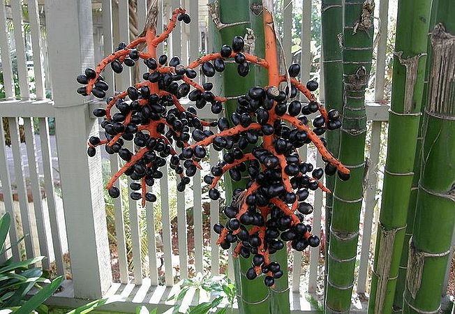 Chamaedorea tepejilote - Palmpedia - Palm Grower's Guide