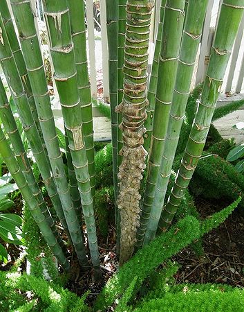 Chamaedorea tepejilote - Palmpedia - Palm Grower's Guide