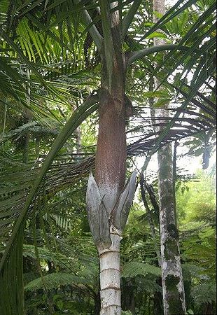 Cyphophoenix alba - Palmpedia - Palm Grower's Guide