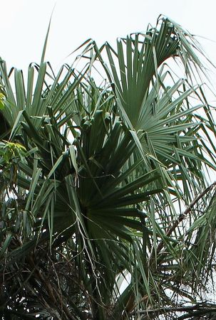 Sabal yapa - Palmpedia - Palm Grower's Guide