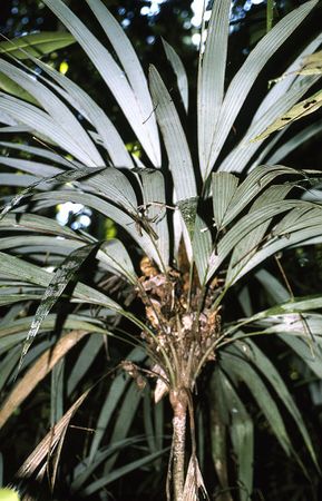 Sommieria leucophylla - Palmpedia - Palm Grower's Guide