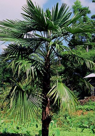 Trachycarpus latisectus - Alchetron, the free social encyclopedia