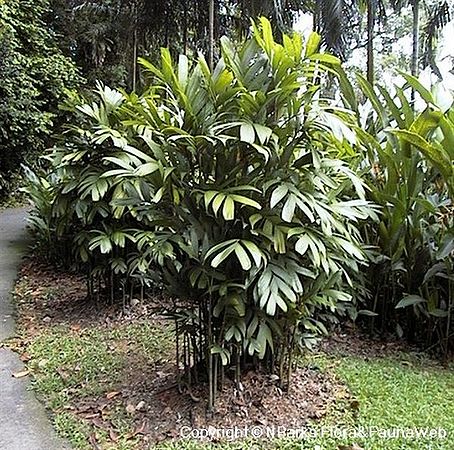 Pinanga patula - Palmpedia - Palm Grower's Guide