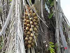 Attalea funifera - Palmpedia - Palm Grower's Guide