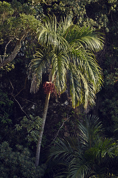 Bentinckia condapanna - Palmpedia - Palm Grower's Guide