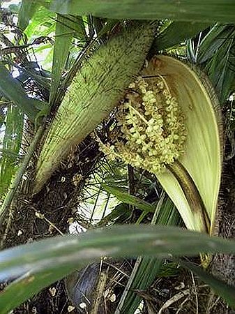 Bactris setosa - Palmpedia - Palm Grower's Guide