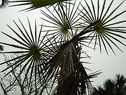 Coccothrinax scoparia - Palmpedia - Palm Grower's Guide