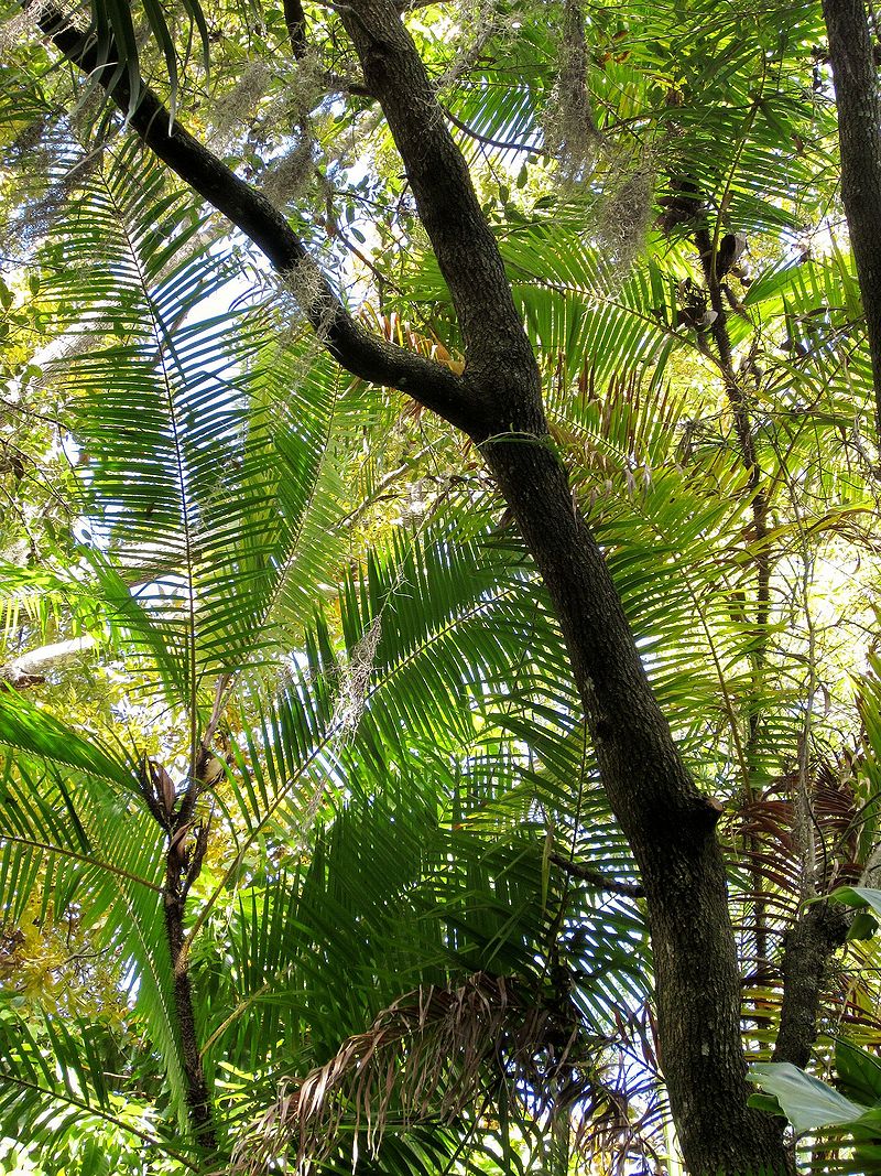 Daemonorops jenkinsiana - Palmpedia - Palm Grower's Guide