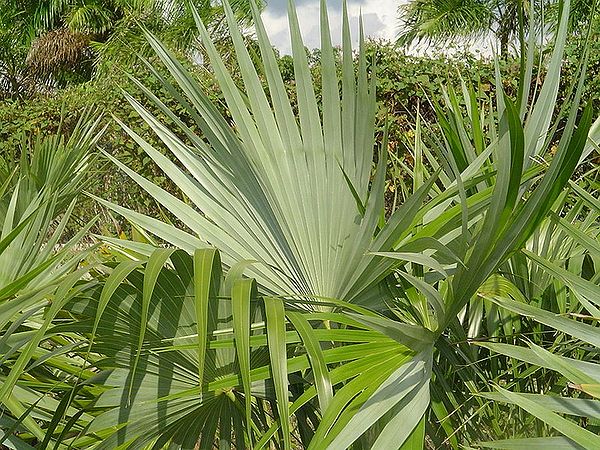 Leucothrinax morrissii - Palmpedia - Palm Grower's Guide