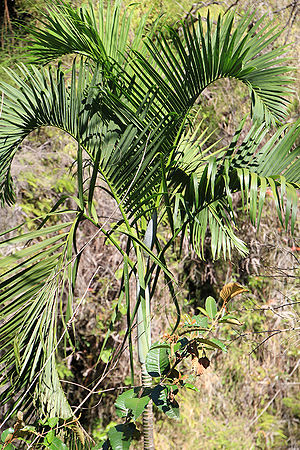 Chrysalidocarpus onilahensis - Palmpedia - Palm Grower's Guide