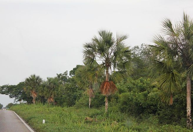 Sabal yapa - Palmpedia - Palm Grower's Guide