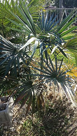 Coccothrinax macroglossa - Palmpedia - Palm Grower's Guide