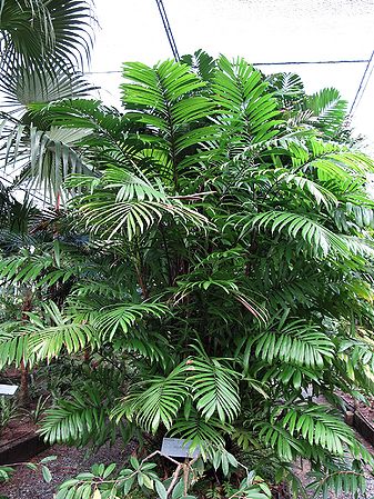 Bactris elegans - Palmpedia - Palm Grower's Guide
