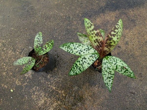 Pinanga disticha - Palmpedia - Palm Grower's Guide