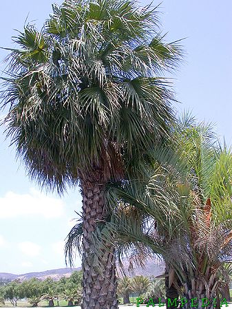 Brahea armata - Palmpedia - Palm Grower's Guide