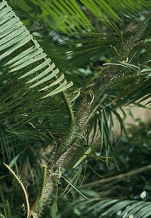 Laccosperma secundiflorum - Palmpedia - Palm Grower's Guide