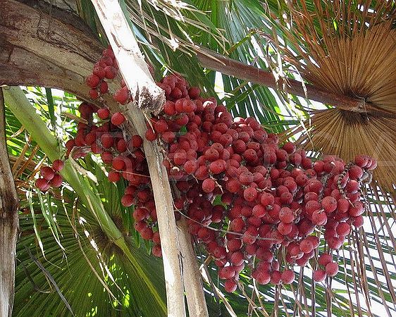 Mauritia flexuosa - Palmpedia - Palm Grower's Guide
