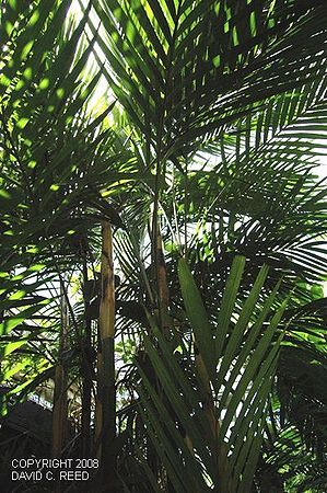 Pinanga dicksonii - Palmpedia - Palm Grower's Guide
